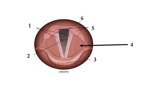 Vocal Folds Diagram Diagram Quizlet