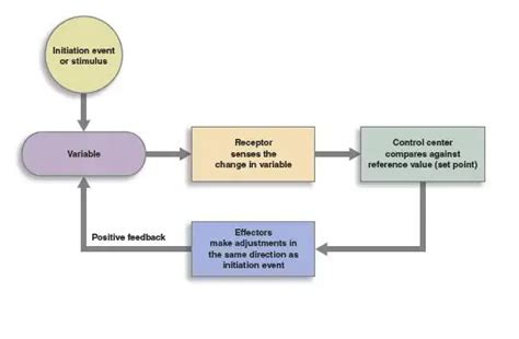 Feedback Mechanism Definition Types Mechanism Examples Biology