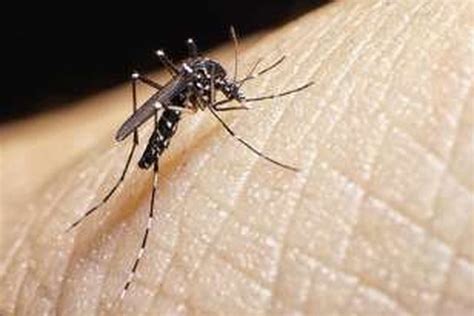 Perjalanan Nyamuk Aedes Aegypti Menularkan Demam Berdarah Halaman All