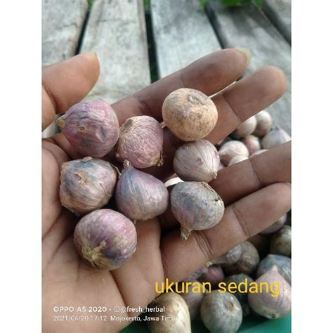 Jual Fresh Herbal Bawang Putih Lanang Tunggal Sedang Netto1 Kg Tanggung