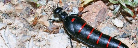 El escarabajo que conquistó a los primeros pobladores ibéricos Cualia es