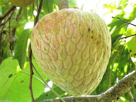 Custard Apple Wallpapers Wallpaper Cave