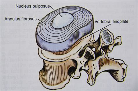 Notes On Anatomy And Physiology The Intervertebral Discs