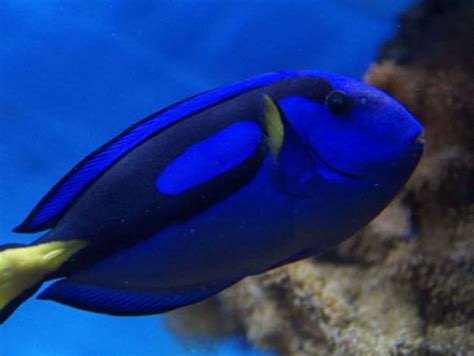 Best Saltwater Fish For Beginners With Pictures