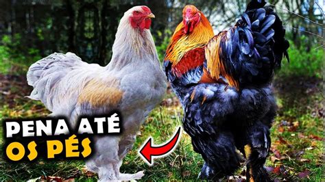 A INCRÍVEL RAÇA DE GALINHAS BRAHMA QUE TEM PENAS ATÉ NOS PÉS YouTube