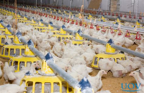 Quais os comedouros mais utilizados na criação de frango e galinha