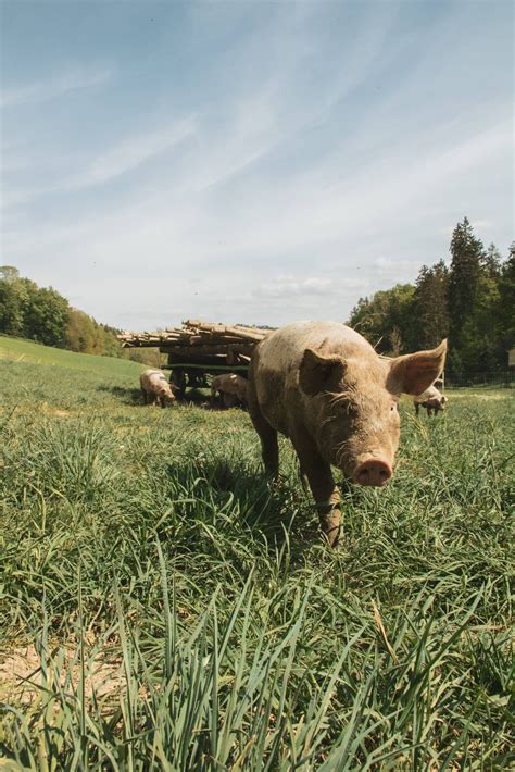 Le porc ses caractéristiques et ses découpes Cuisine Passion