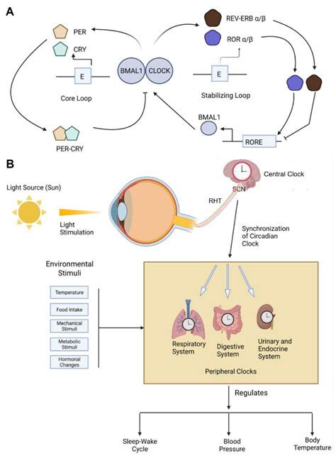 Potential Role Of Circadian Clock In Cancer Evolution Encyclopedia MDPI