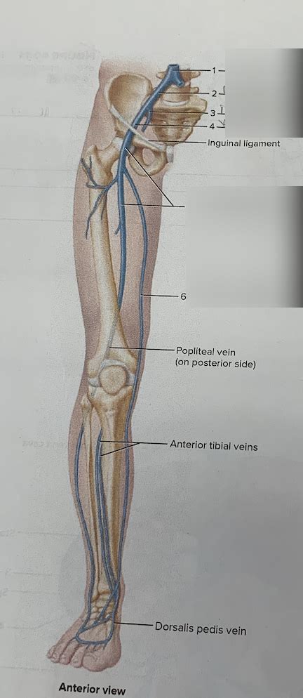 40 13 Veins Of The Pelvis And Lower Limb Diagram Quizlet