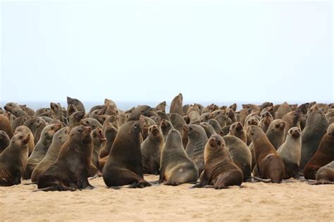 Premium Photo Flock Of Sheep