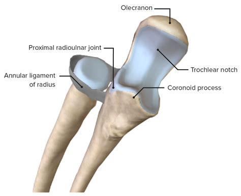 La articulación del codo Anatomía video Lecturio Medical