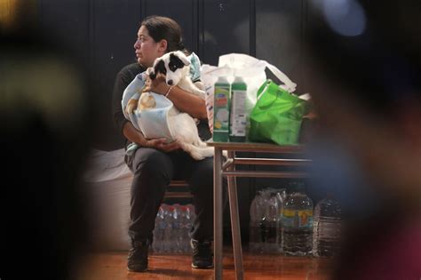 Chile Un hospital de campaña asiste a animales heridos en incendios