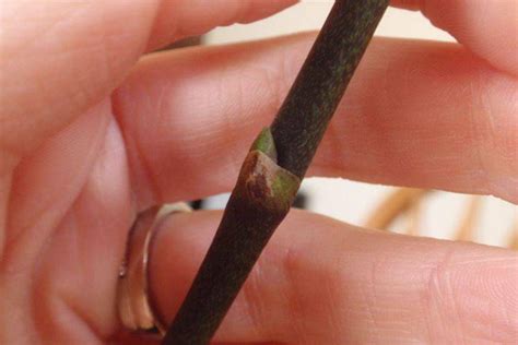 Una Guida Pratica Alla Coltivazione Delle ORCHIDEE BioAksxter