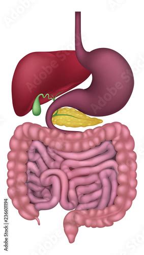Medical Anatomy Illustration Of Human Gastrointestinal Digestive System