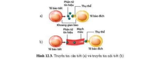 Lý thuyết thông tin tế bào Sinh 10 Cánh diều SGK Sinh 10 Cánh diều