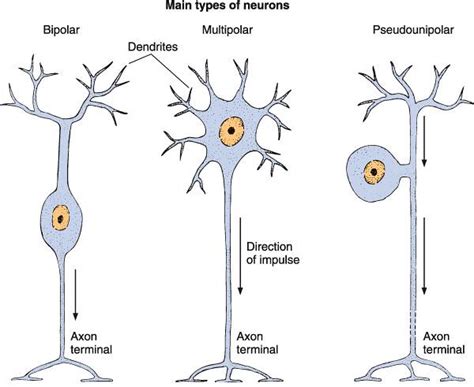 Types Of Neurons Observe Pseudounipolar Neuron With A Sing Flickr