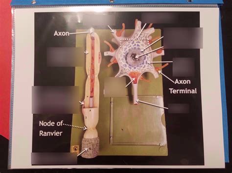 Label The Neuron Diagram Quizlet