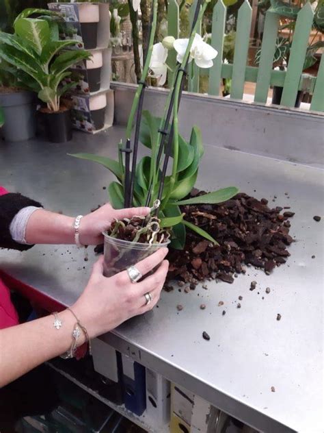 Orchideen umtopfen genaue Anleitung mit Bildern Wächter