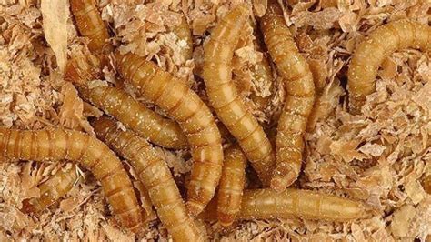 Insectos comestibles abren paso a la fabricación de nuevas harinas