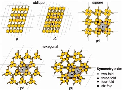 schematic drawing of the five different s layer lattice types with download scientific diagram