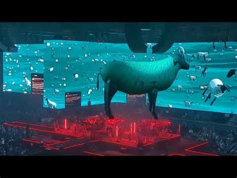 Roger Waters Sheep Chase Center SF 9 24 22 YouTube