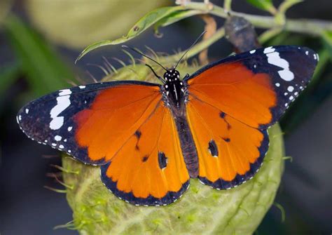 In Pictures Diary Of An African Monarch Butterfly During Lockdown