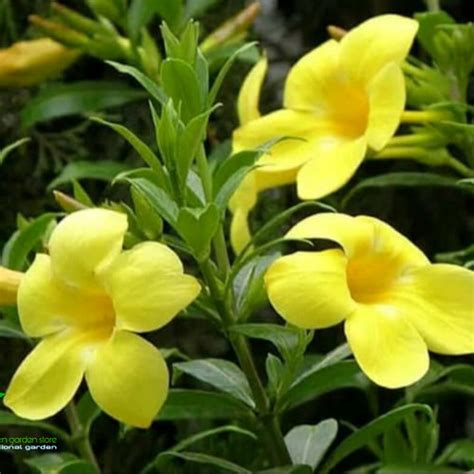 Jual Tanaman Hias Bunga Alamanda Kuning Pohon Rambat Alamanda Kab