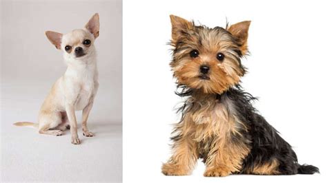Estas son las razas de perros que viven más años