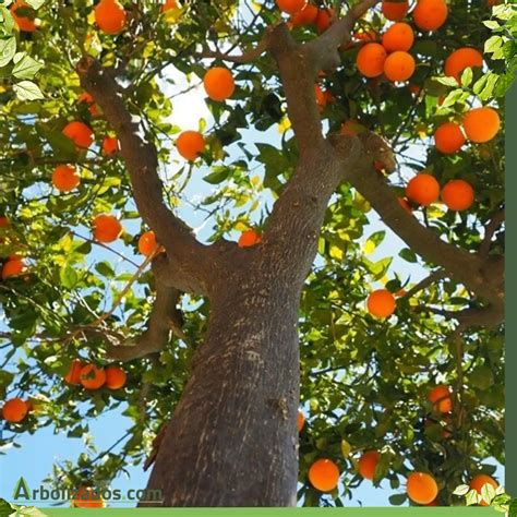 Disfruta de los sabores frescos en casa 5 árboles frutales ideales