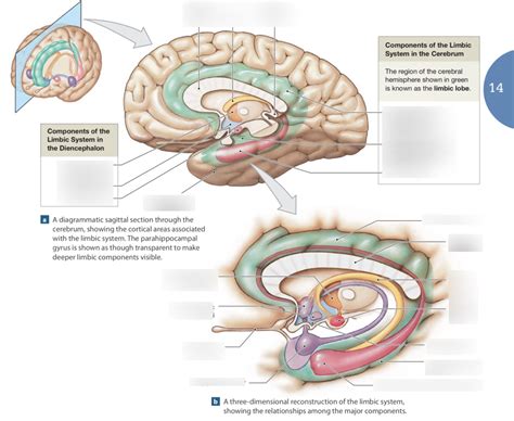 The Limbic System Diagram Quizlet