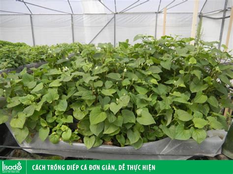 Chia sẻ hơn 84 về mô hình trồng rau diếp cá coedo vn