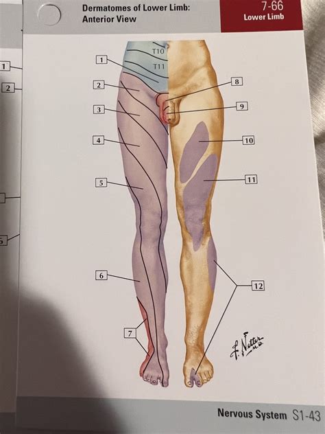 Dermatomes Of Lower Limb Anterior View Diagram Quizlet Off