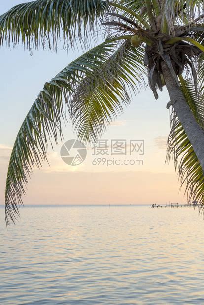 加勒比日出时棕榈树热带岛屿背高清图片下载 正版图片505284578 摄图网