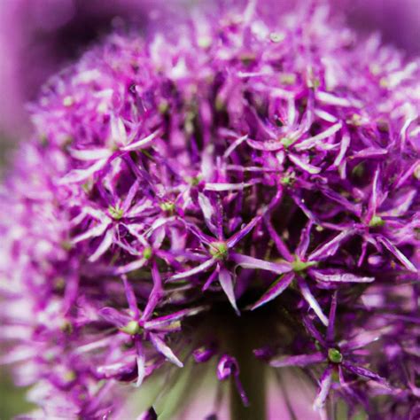 Czosnek Ozdobny Allium Giganteum Stanowisko Uprawa Piel Gnacja