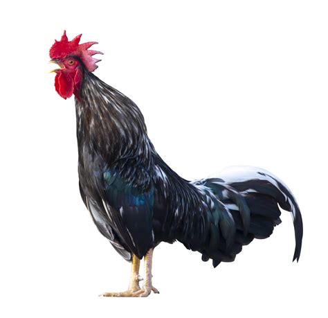 Black Free Range Male Rooster Crowing In The Morning Isolated On White