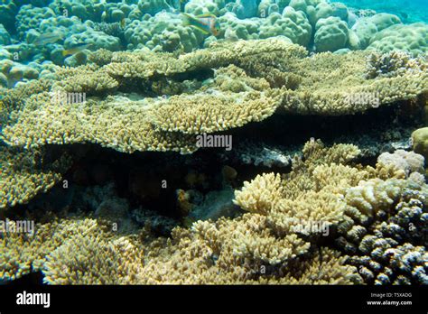 Underwater Life Of Red Sea In Egypt Saltwater Fishes And Coral Reef