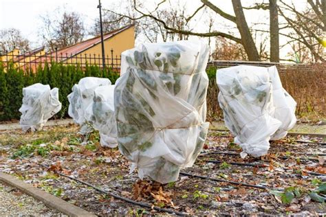 Cuida tus plantas de las heladas con esta guía infalible MDZ Online
