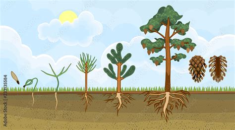 Pine Tree Life Cycle Stages Of Growth From Seed To Mature Pine Tree
