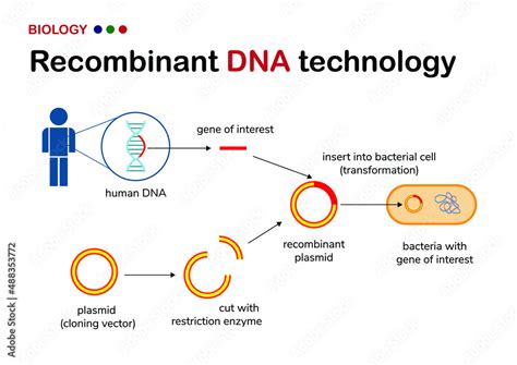 Biological Diagram Explain Concept Of Recombinant DNA Production From