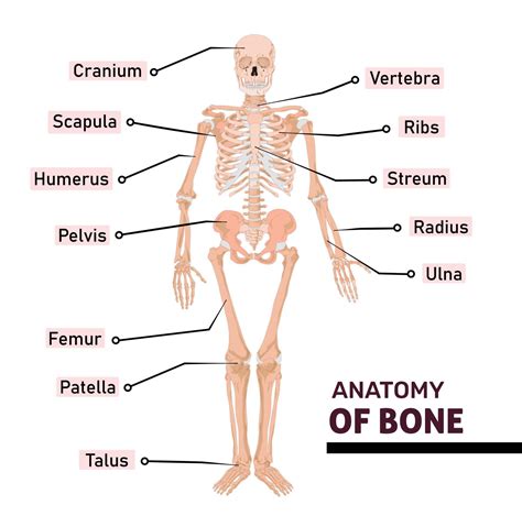 Anatomie Van Menselijk Met Naam Van Allemaal Onderdelen Diagram Of