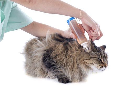 Cómo limpiar las orejas a un gato Arsveterinaria