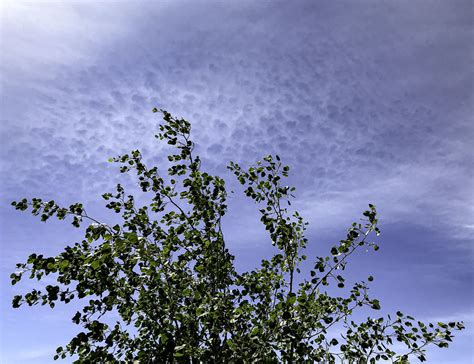 Altocumulus Cirrocumulus Stratiformis Translucidus Lacu Flickr
