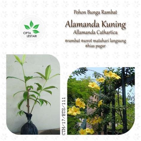 Jual Tanaman Hias Bunga Alamanda Kuning Bibit Pohon Rambat Allamanda