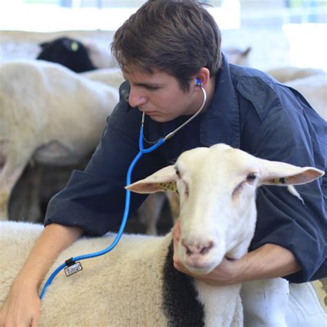 17 de agosto Día del Médico Veterinario Zootecnista Servicio de