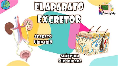 El aparato Excretor Aula chachi Vídeos educativos para niños YouTube