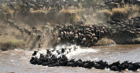 5 Day Wildebeest Migration Safari In Kenya Pamoja Tours And Travel