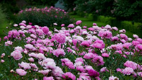 Guide To Growing Peonies Indoors Tips And Tricks Peony Society