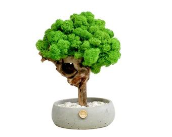 Artificial Bonsai With Preserved Plant Etsy