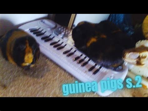 Asking Stupid With Guinea Pigs Session Youtube