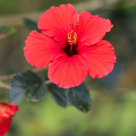 Flor De Hibiscus Propiedades Y Beneficios Escuela De 55 OFF